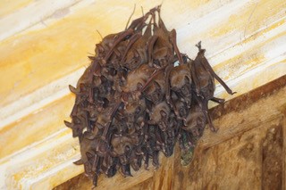 About Us - United Bat Control